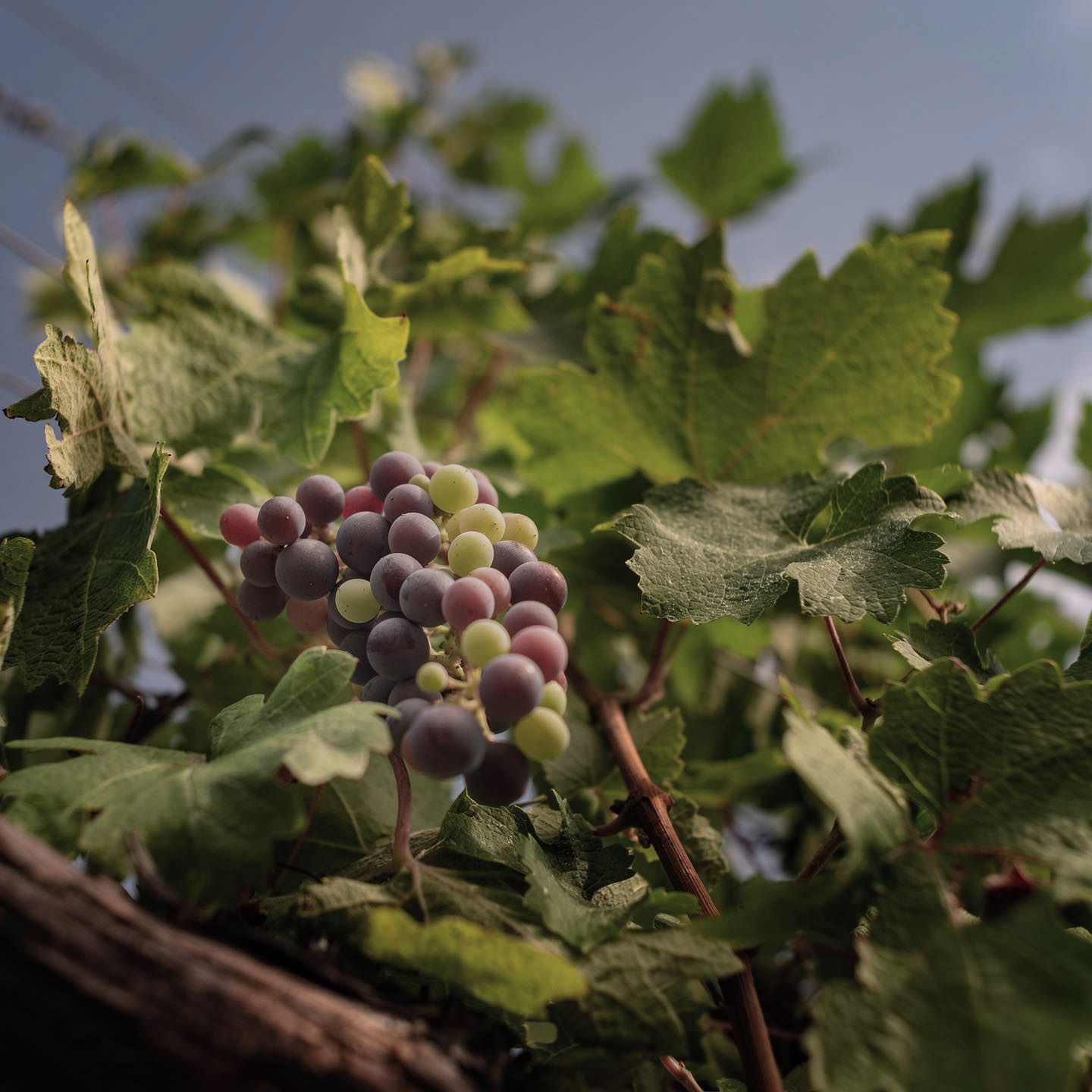 Degustazione vini e Wine tour in Valpolicella - Cesari
