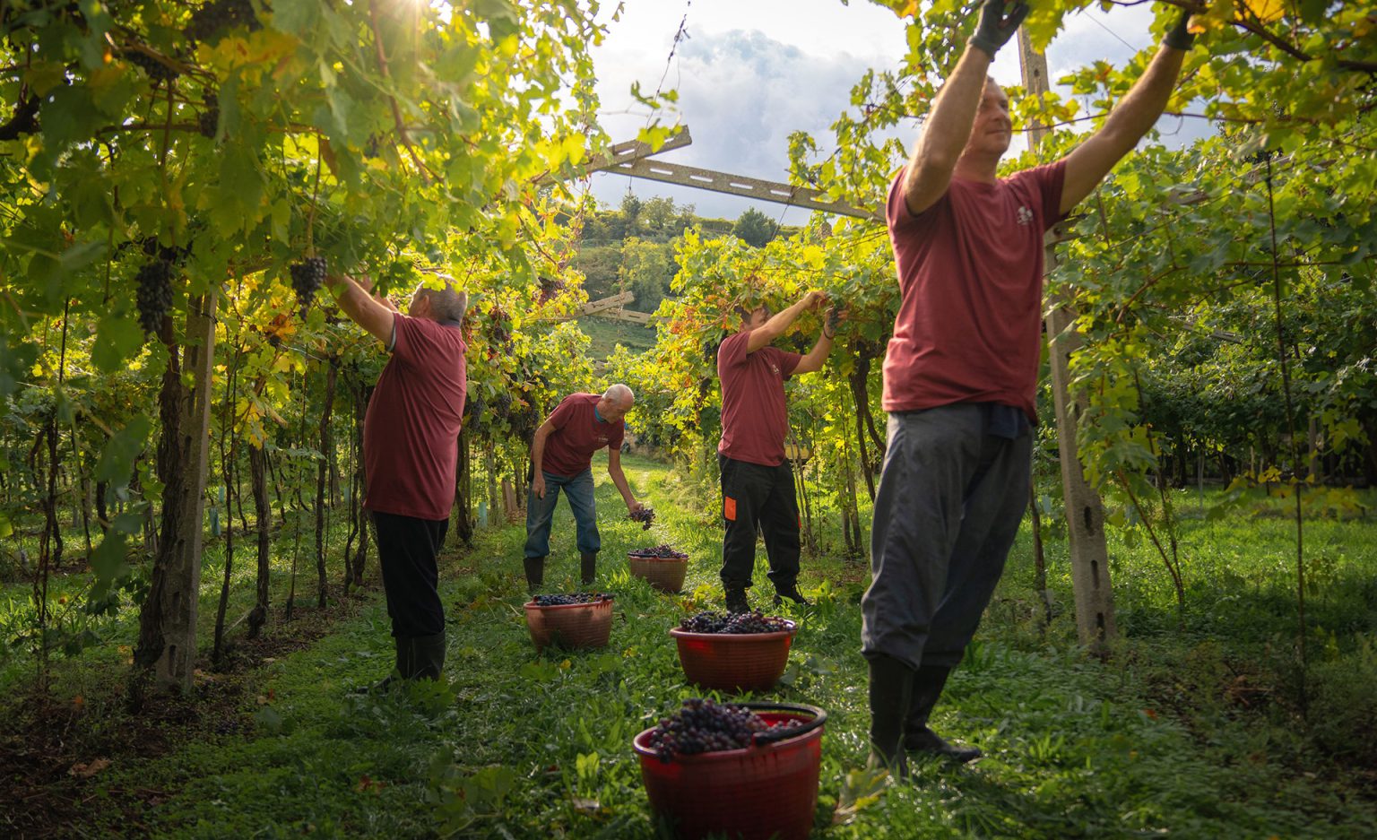 Wines from Valpolicella DOC and DOCG - Cesari