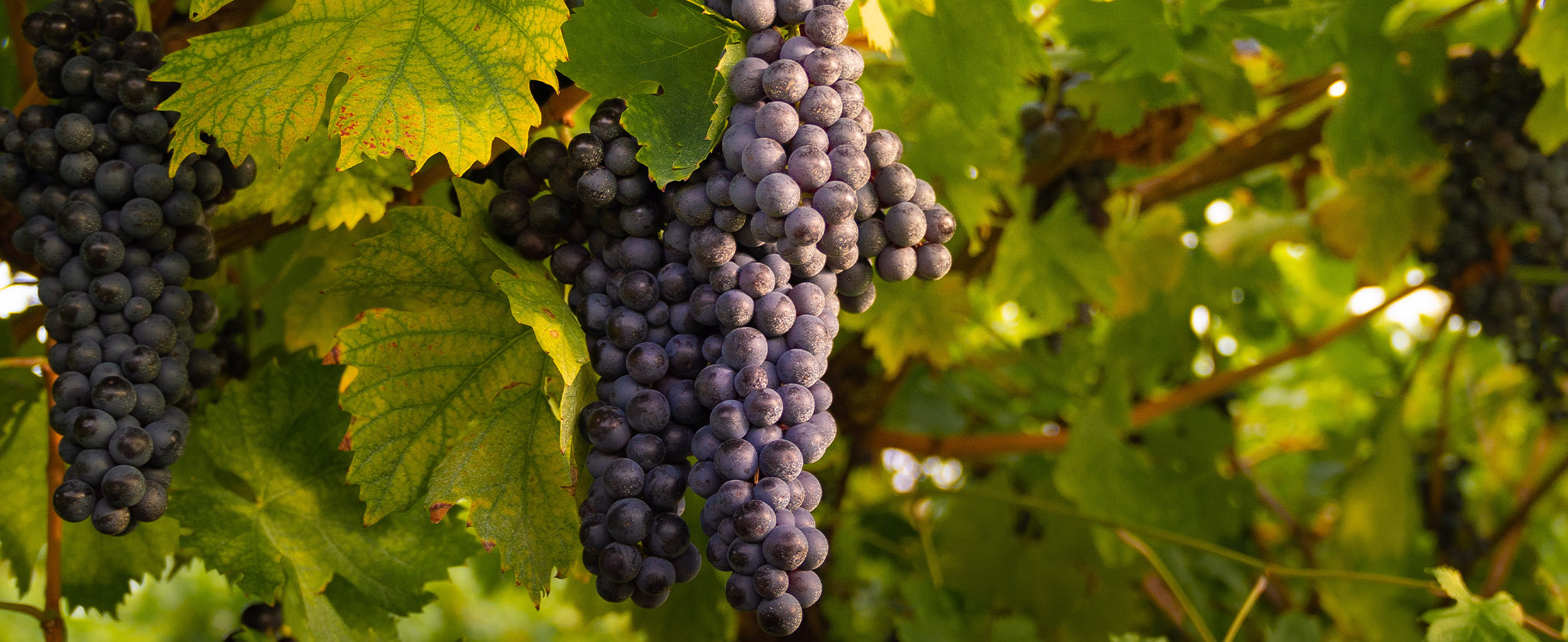 Degustazione vini e Wine tour in Valpolicella - Cesari